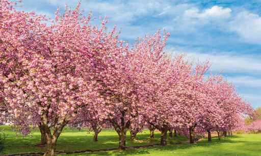 $150 off any service of $1000 or more. at JET GREEN TREE SERVICES ...